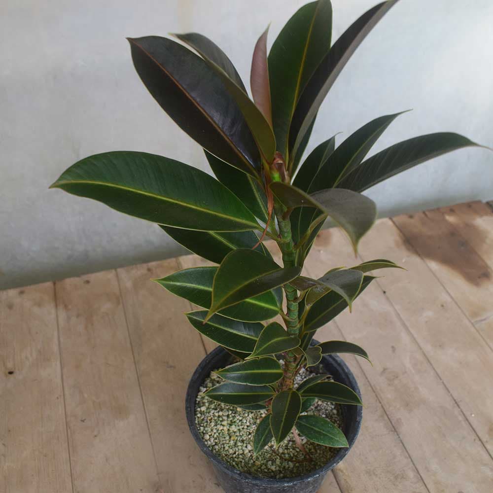 نبات الفيكس - إيران فلاورز