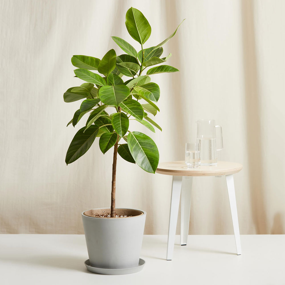 نبات الفيكس - ایران فلاورز