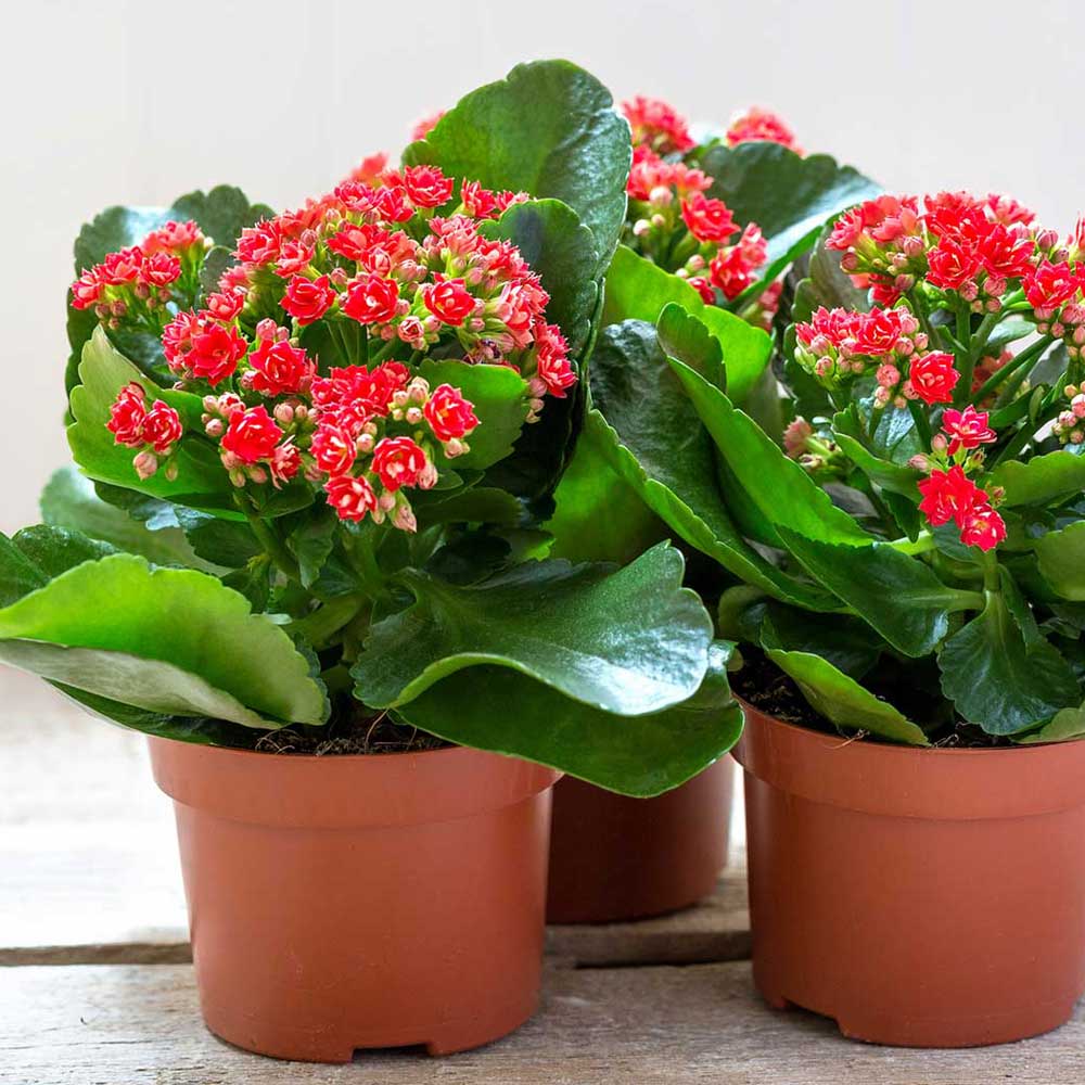 kalanchoe - Iran Flowers