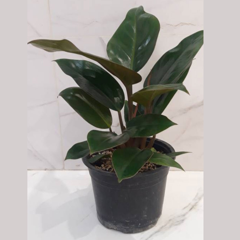 نبات الفيكس - إيران فلاورز